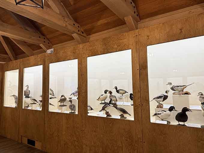 Backlit displays showcase waterfowl specimens that help visitors identify what they'll spot outside on the trails.
