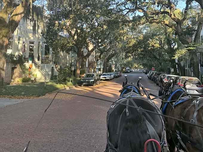 When your tour guide has four legs and a mane, you know you're experiencing Savannah the right way.