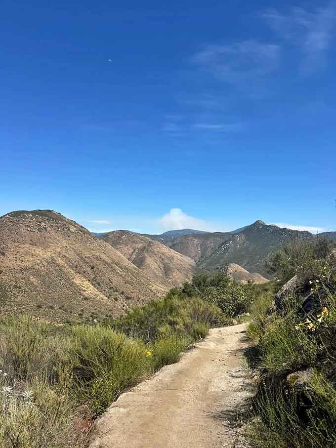 Rolling hills stretch endlessly before you, proving that California's backcountry is criminally underrated and absolutely stunning.