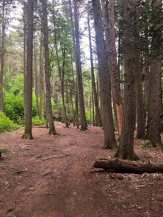 Towering trees create nature's cathedral, where the only admission fee is your willingness to take a short stroll.