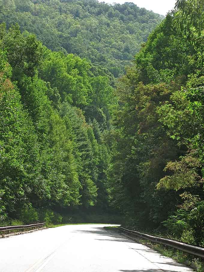Nature's green cathedral stretches endlessly, making you wonder if Bob Ross secretly painted these mountains when nobody was looking.