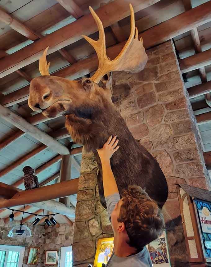 This magnificent moose mount commands respect, even if it can't actually judge your questionable fashion choices anymore.