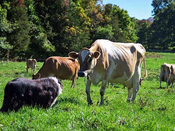 Cato Corner Farm keeps the dairy tradition alive, one wheel of artisanal cheese at a time, naturally.