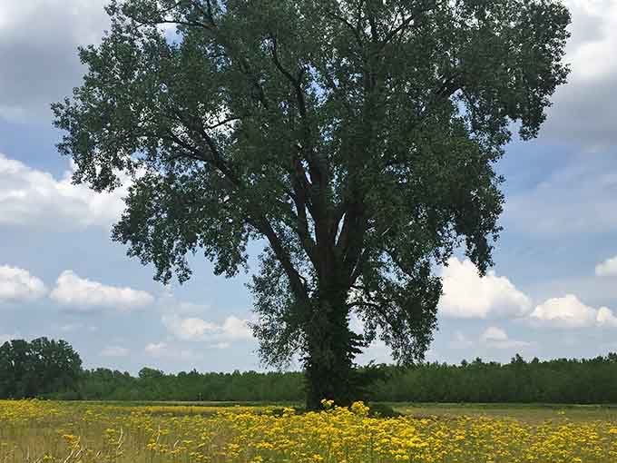 A solitary tree standing guard over wildflowers like it's been doing this job for a hundred years.