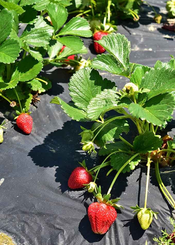 Sun-kissed berries hiding under leaves like edible Easter eggs, waiting to be discovered by eager hands.