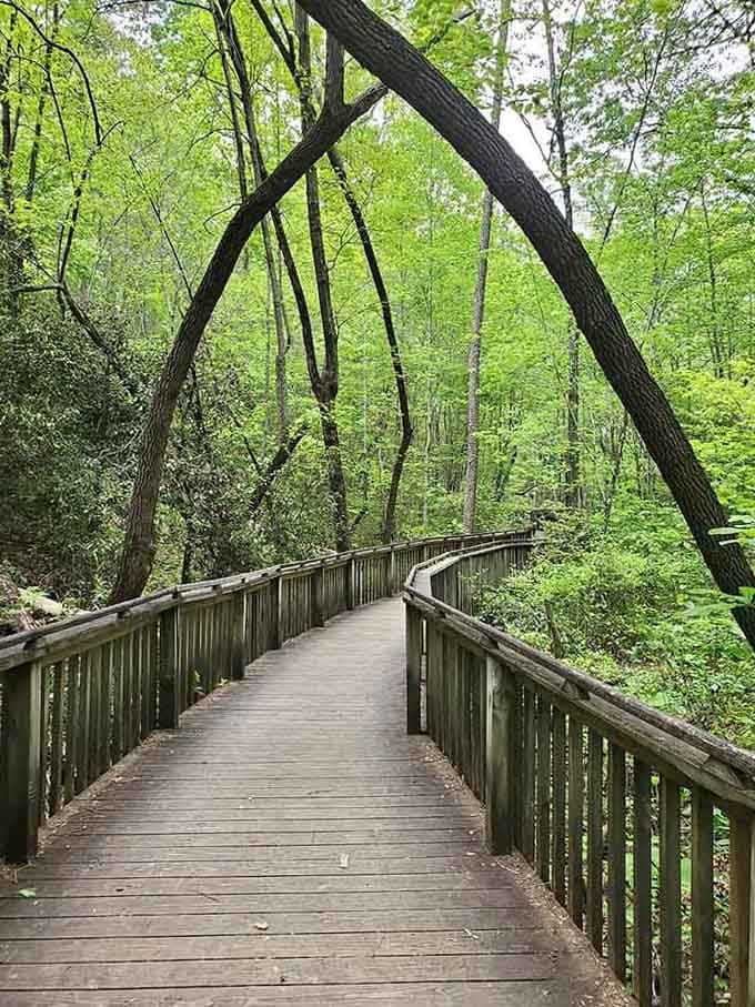 This boardwalk through the forest is basically nature's red carpet, minus the paparazzi and uncomfortable shoes.