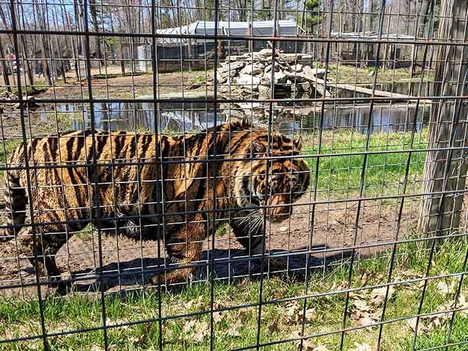 Those stripes aren't just for show; they're nature's way of saying "respect the majesty, keep the fingers."
