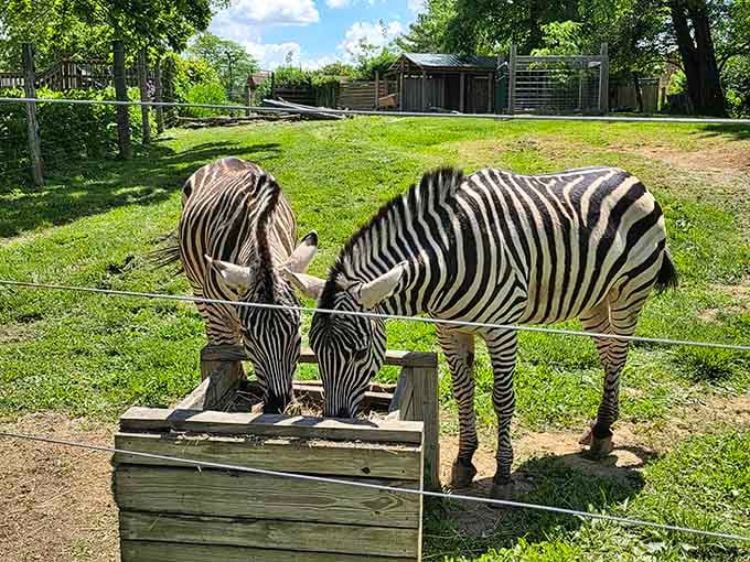 These zebras enjoy better housing arrangements than most New Yorkers, and they don't even pay rent for the privilege.