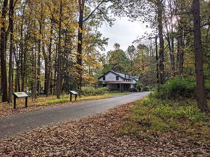 The welcoming committee is a bit sparse these days, but the autumn leaves are doing their best hospitality work.