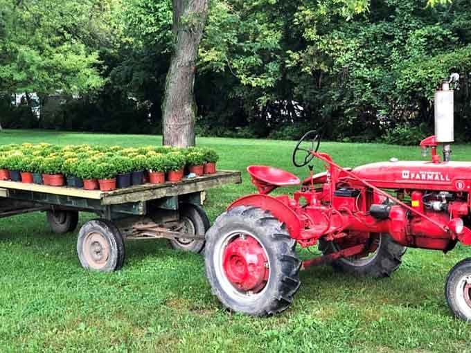 That vintage red tractor has seen more summers than most of us, still working the land beautifully.
