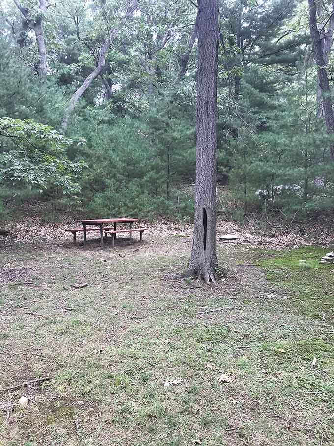 Even treasure hunters need a lunch break, and this peaceful picnic spot delivers without the pirate drama.