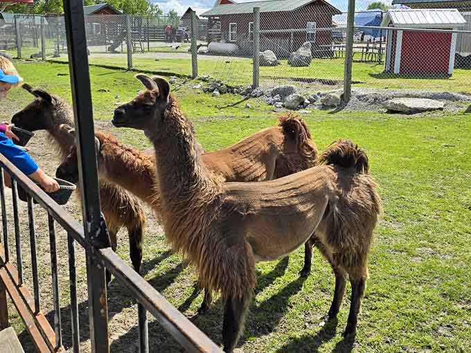 These llamas have formed what looks like a welcoming committee, though they're clearly more interested in snacks than small talk.