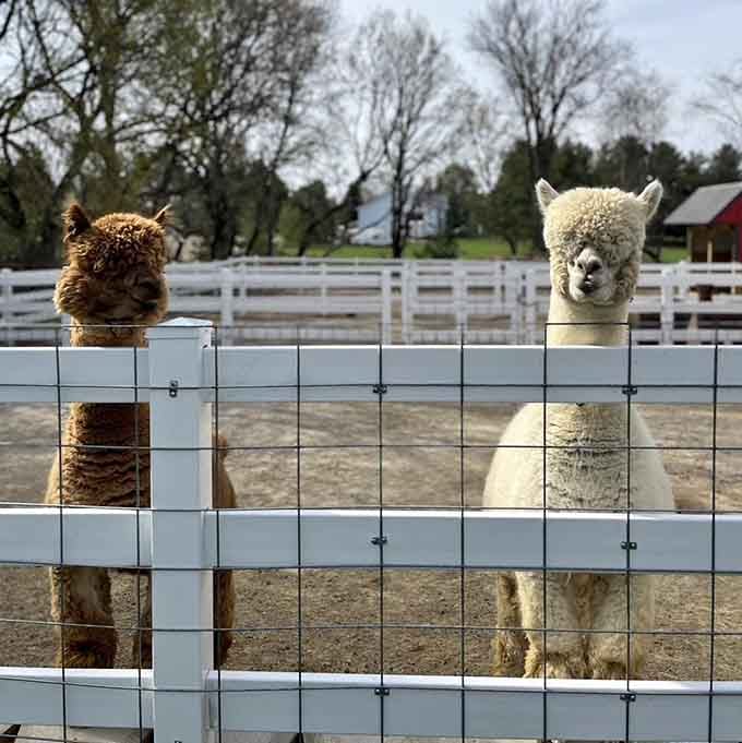 The welcoming committee has arrived, and they're judging whether you brought snacks with those big eyes.