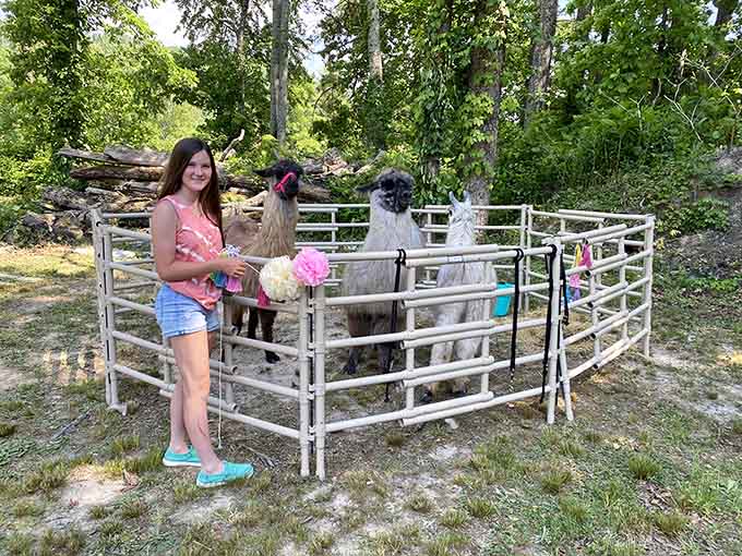 Meet your new therapist: a gentle llama who listens without judgment and only charges in carrots and pellets.