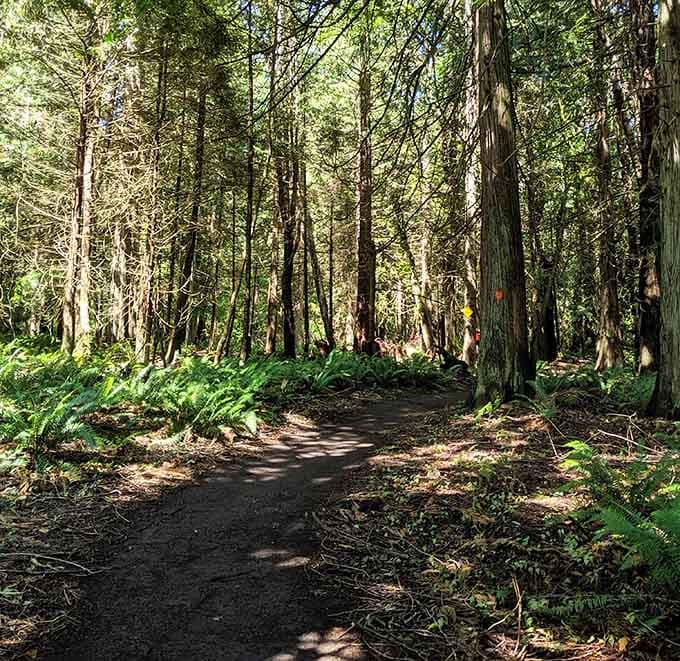 The well-worn path beckons you deeper into the woods, where ferns and mystery await around every gentle bend.