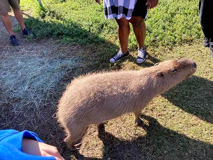 The world's largest rodent and somehow also the world's most relaxed creature, capybaras are living their best life in Orlando.