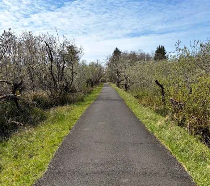 A peaceful paved trail that somehow makes walking through a former military installation feel like a casual Sunday stroll through history.
