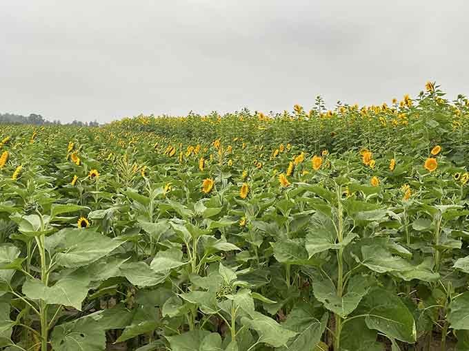 Van Gogh would've lost his mind over these sunflowers, and honestly, so will you.