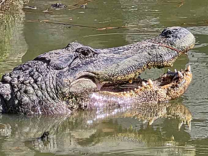 That toothy grin says "I've been here millions of years and I'm not going anywhere, buddy."