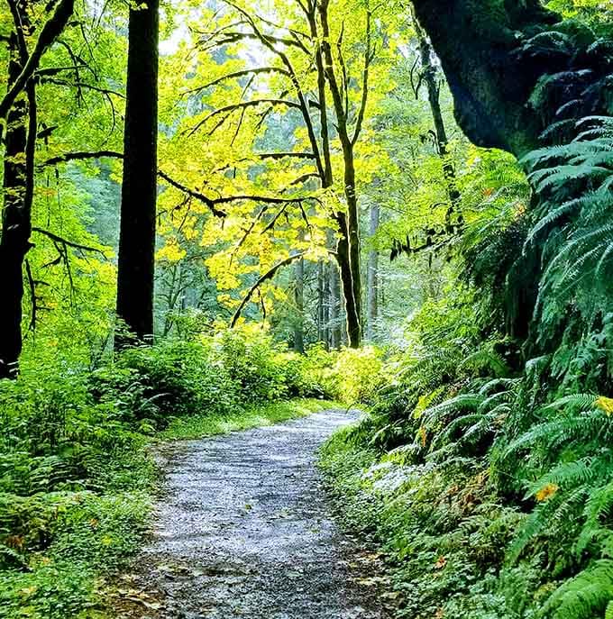 The forest trail beckons like a green tunnel to another world, where ferns outnumber people by thousands.