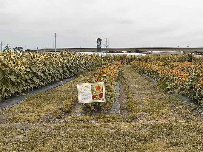 Even on overcast days, the sunflowers bring their own sunshine, proving optimism isn't just a mindset but an actual plant.