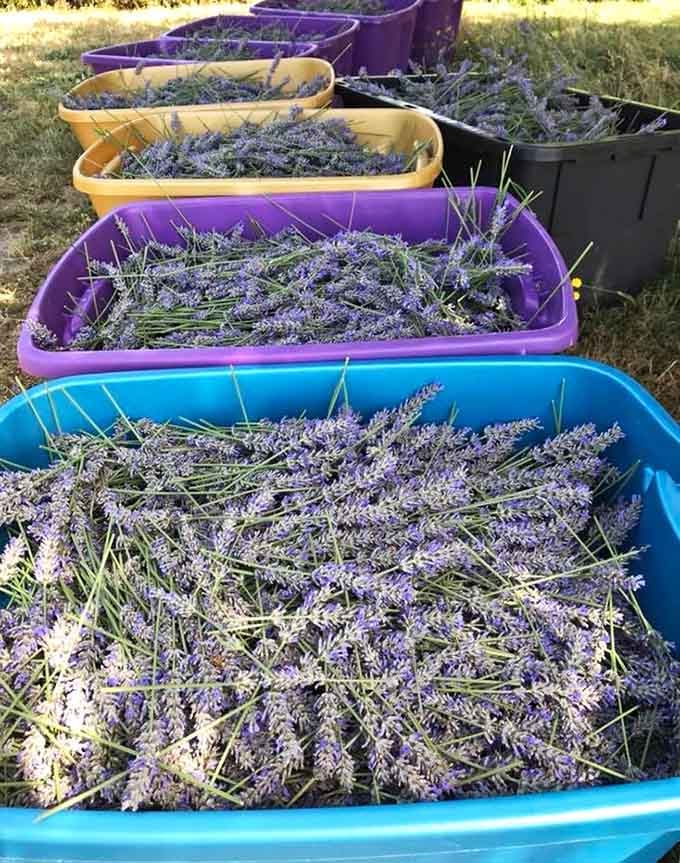 Fresh-cut lavender in rainbow bins proves that farming can be both practical and Instagram-worthy at the same time.