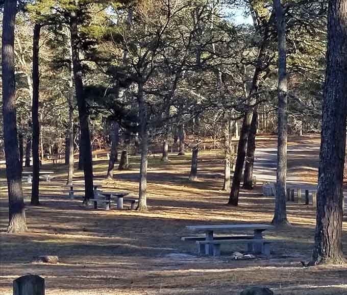 Picnic tables positioned under pine trees prove someone thought about where you'd actually want to eat lunch.