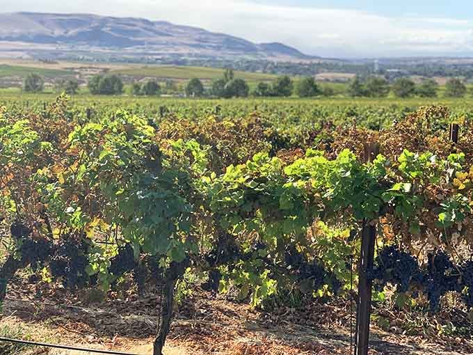 These vines know something special: Red Mountain sunshine creates some of Washington's most remarkable wines.