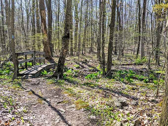 Wooden walkways guide you through the forest like nature's own yellow brick road, minus the munchkins.