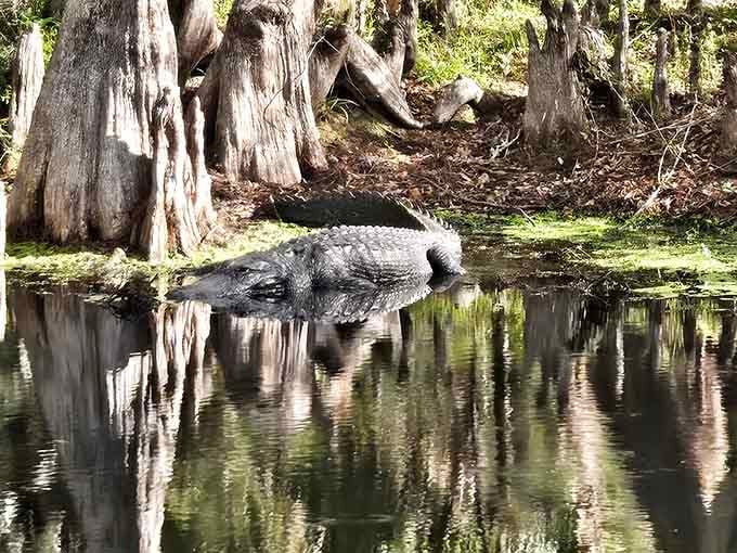 Meet the park's most famous resident, casually sunbathing like he owns the place, because honestly, he does.