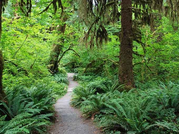 The trail beckons you forward into a world where ferns rule and everyday worries simply evaporate.