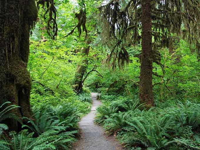 A winding path through ferns and hanging moss, nature's version of a welcome mat you never want to leave.
