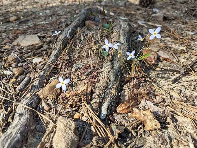 Tiny wildflowers proving that the best things in life really do come in the smallest packages.