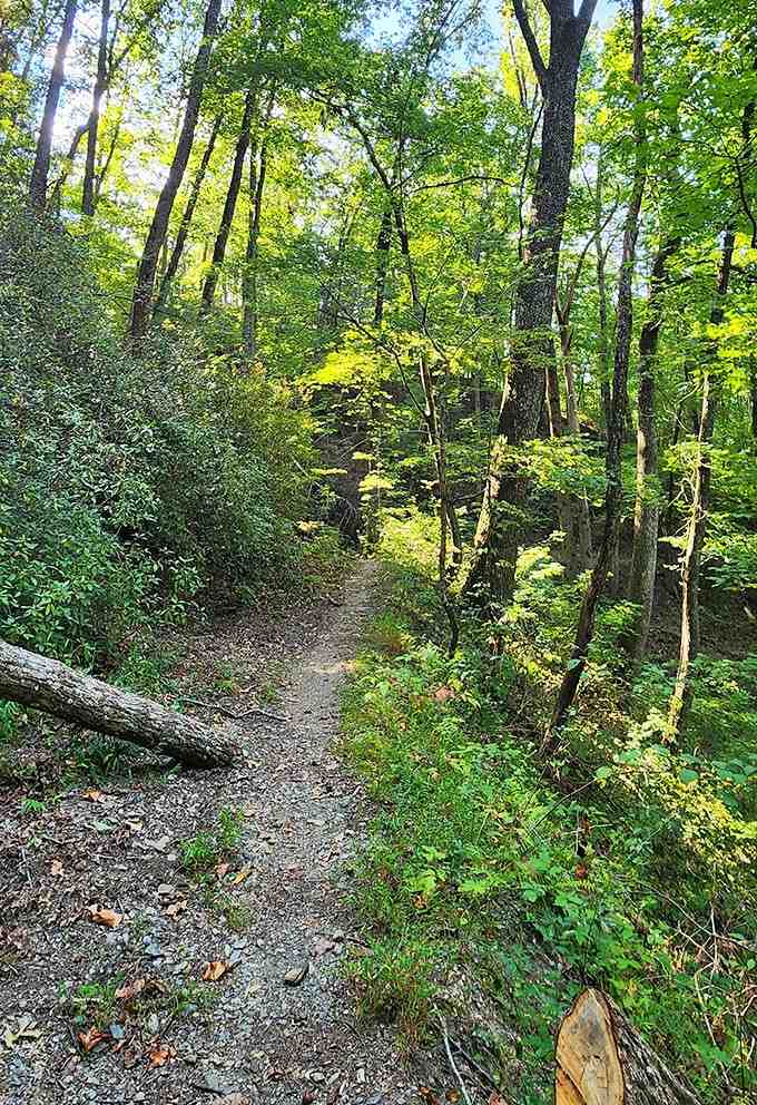 This shaded trail through the Cohutta Wilderness looks peaceful until you realize you've got four miles to go.