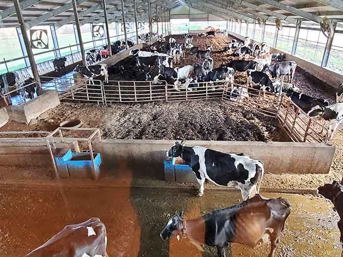 Meet the real MVPs of the operation: dairy cows living their best life in spacious, well-maintained comfort.