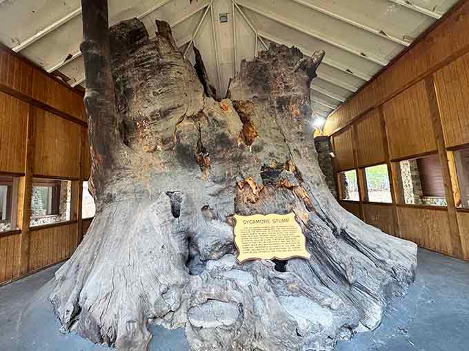 The World's Largest Sycamore Stump commands respect, even centuries after it stopped growing skyward.