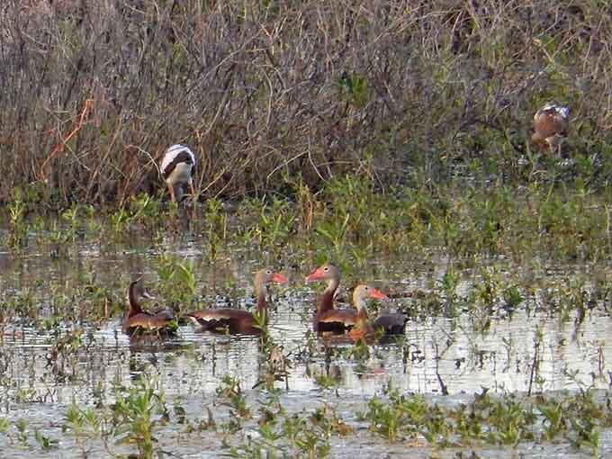 The local bird population treats Lake Tohopekaliga like an all-you-can-eat buffet with waterfront seating and no reservations required.