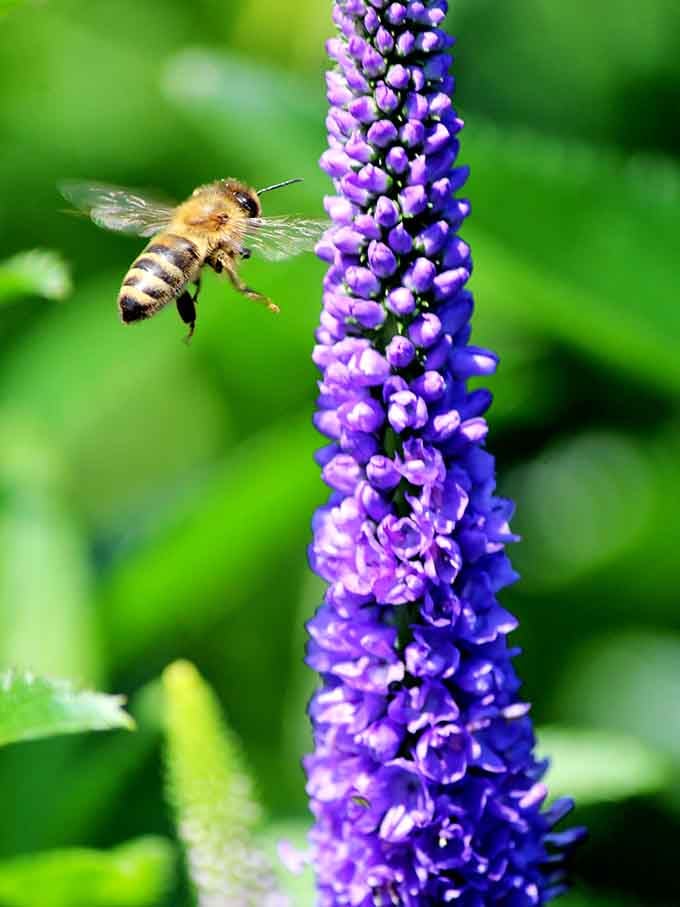 This bee is living its absolute best life, and honestly, we should all be so lucky.