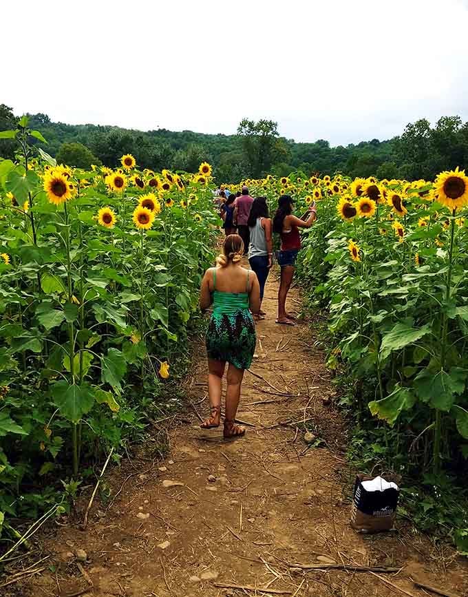 Following the winding paths through towering blooms, discovering that getting lost never felt quite this good before.