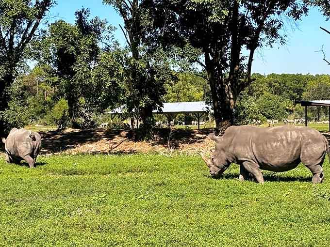 These prehistoric-looking rhinos peacefully grazing prove that sometimes the best neighbors are the ones with horns.