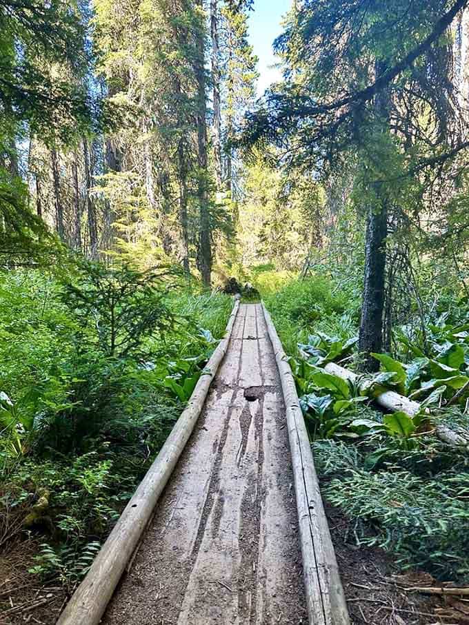 This wooden boardwalk leads through lush greenery like a pathway straight into a Pacific Northwest fairy tale.