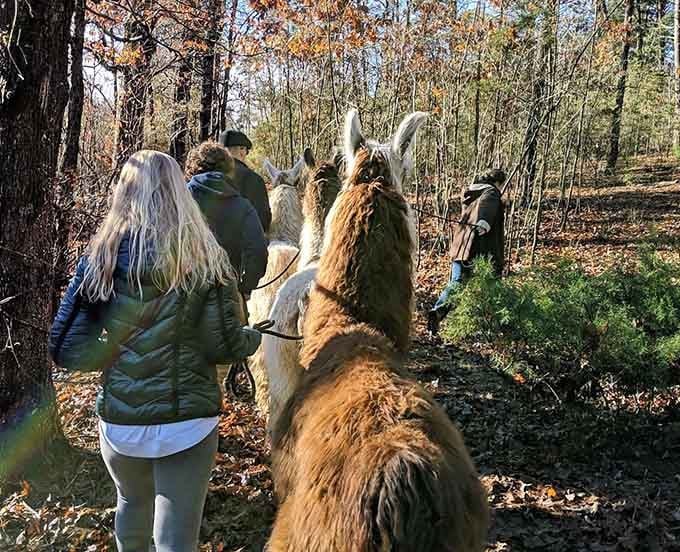 Leading your llama through autumn leaves feels like starring in the world's most peaceful adventure film.
