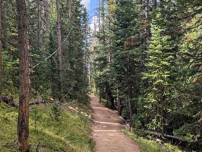 Sunlight filters through the forest canopy, illuminating your path to Colorado's forgotten silver rush dreams.