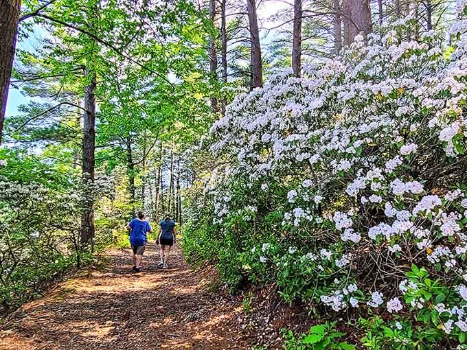 Spring hiking here means walking past rhododendrons that bloom like they're auditioning for a garden magazine cover shoot.