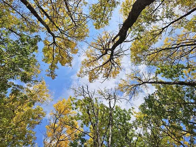 Looking up through the canopy feels like nature's cathedral, with golden leaves filtering autumn sunlight overhead.