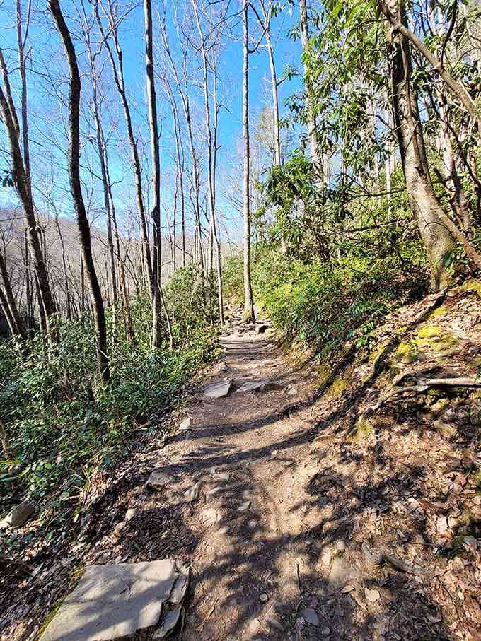 The forest path beckons like nature's own red carpet, minus the paparazzi and uncomfortable shoes you'd normally endure.
