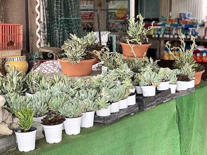 Succulents lined up like tiny green soldiers, ready to transform your windowsill into a desert oasis without the scorpions.