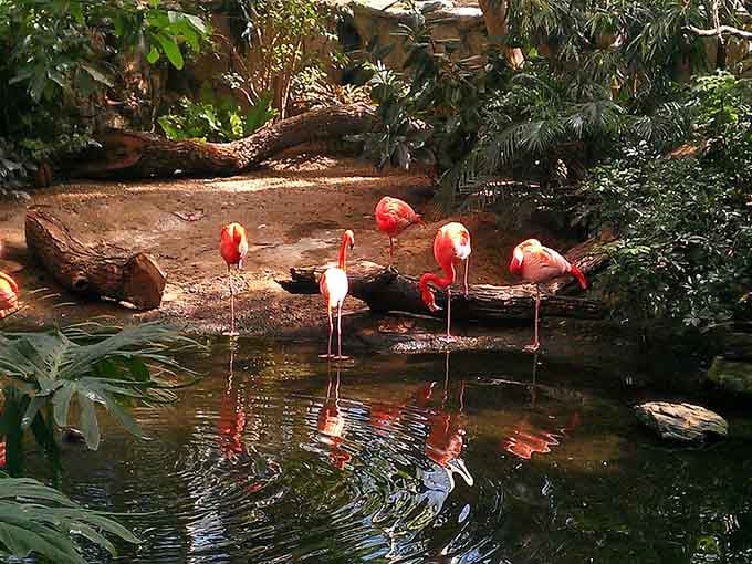 These flamingos didn't get the memo about being in Pennsylvania. They showed up dressed for a Caribbean vacation anyway.