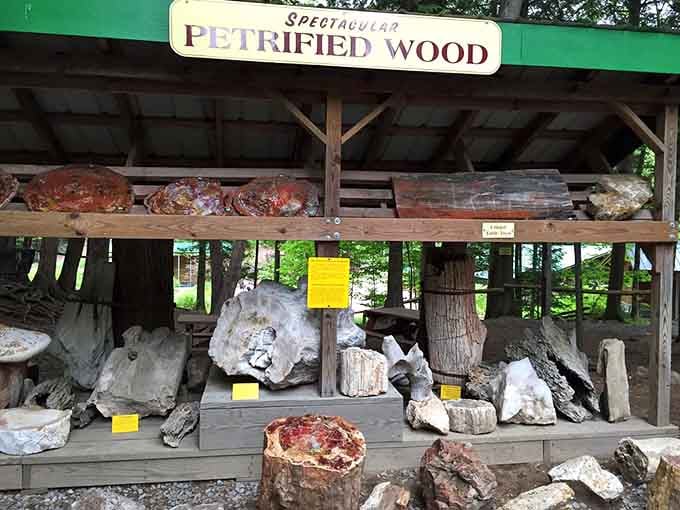 Petrified wood that's older than your great-great-great-grandparents' wildest dreams, just casually hanging out on display.