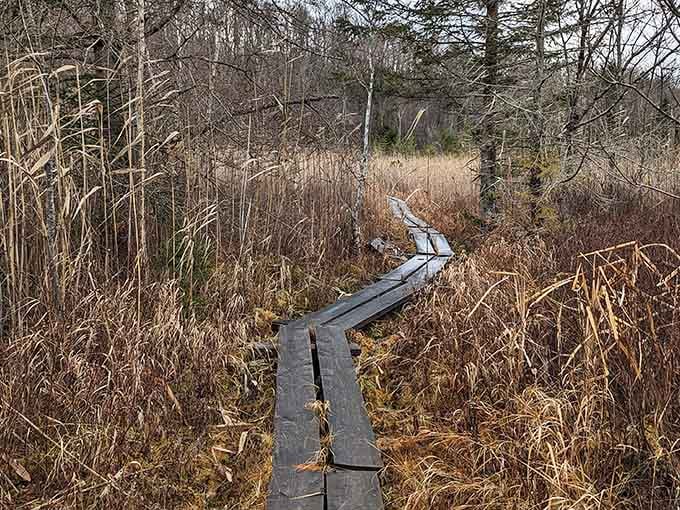 The boardwalk through the wetlands: your path to discovering why silence can be golden.